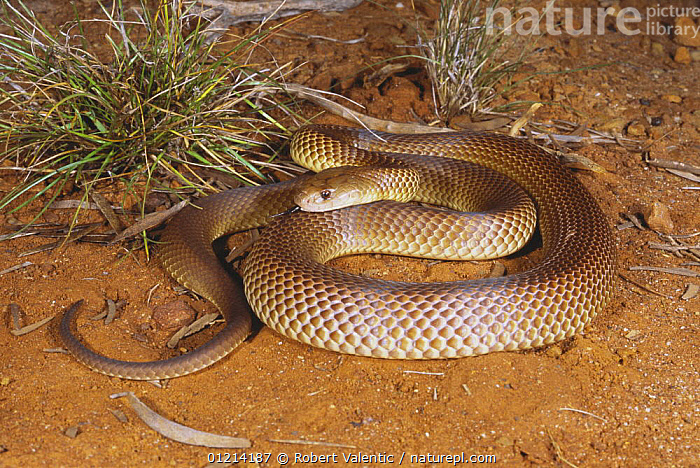 Stock photo of King brown snake {Pseudechis australis} female with ...