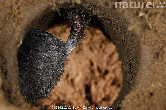 Stock photo of Tail of European Mole (Talpa europaea) in its ...