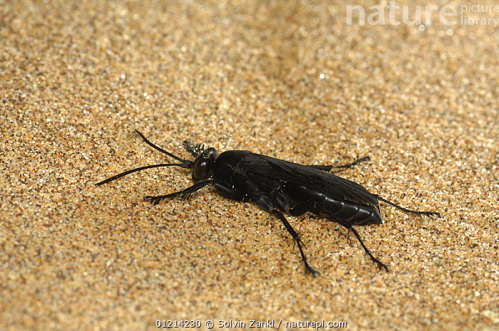 Stock photo of Spider hunter wasp {Pompilidae} on sand dune, Namib ...
