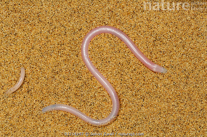 Stock photo of Legless skink {Typhlosaurus braini} on sand, Namib ...