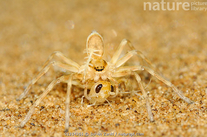 Stock photo of The Golden Wheel Spider (Carparachne aureoflava) feeding ...