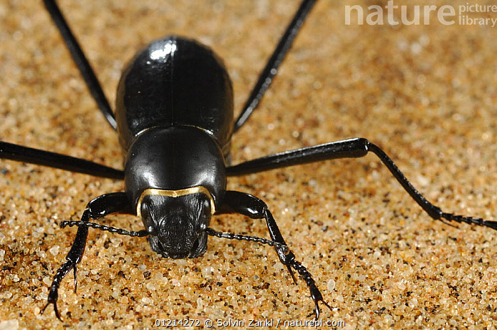 Stock photo of Namib desert beetle / Fog Basking Beetle (Stenocara ...