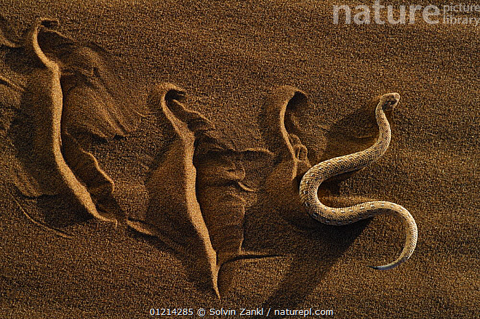 Stock photo of Dwarf puff adder / Peringueys Sidewinding Adder (Bitis ...