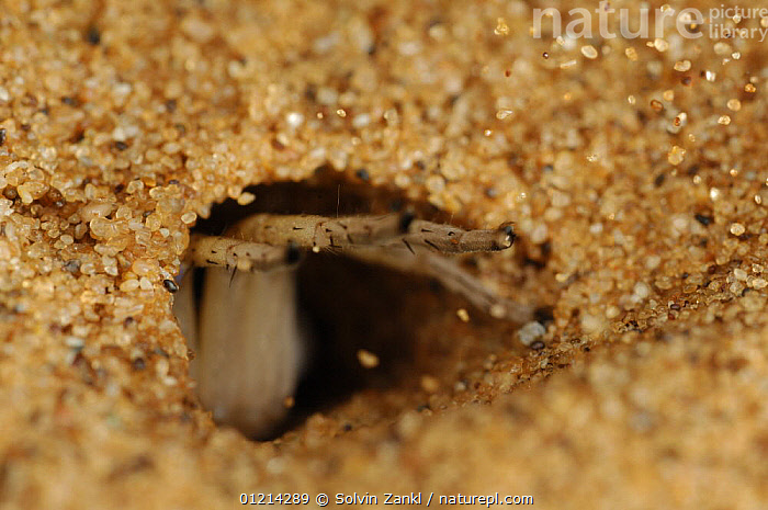 Stock photo of Golden Wheel Spider (Carparachne aureoflava) at entrance ...