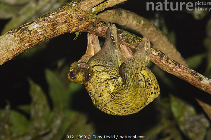 Stock photo of Malayan colugo (Cynocephalus variegatus) hanging upside ...