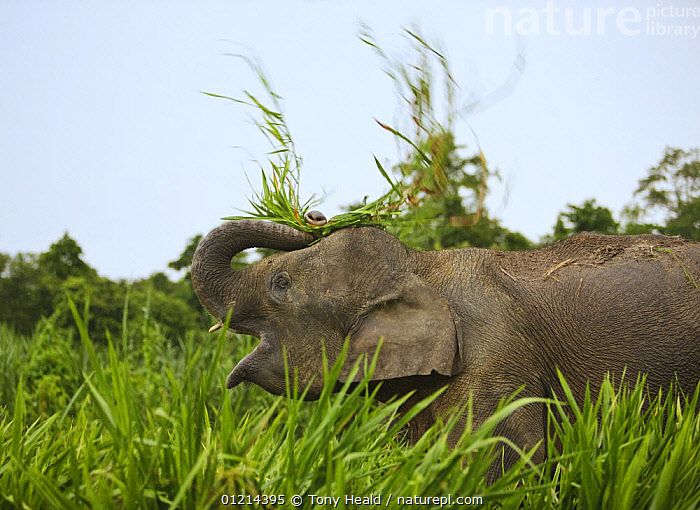 Stock photo of Bornean pygmy elephant (Elephas maximus borneensis ...