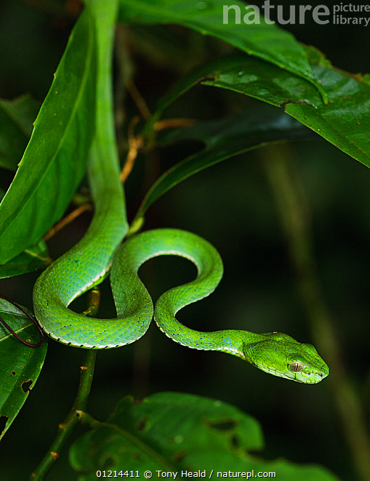 Stock photo of RF- Pope's Pit Viper (Trimeresurus popeiorum / popeorum ...