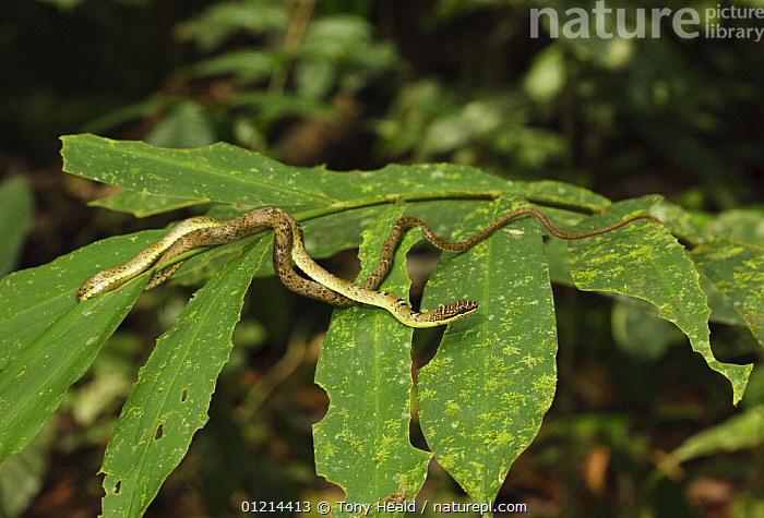 Stock photo of Twin-barred Tree Snake [Chrysopelea pelias] in tree ...