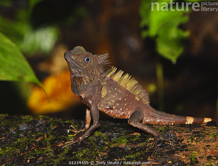 Stock photo of Borneo angle headed / long crested forest dragon ...