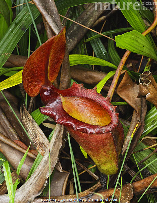 Stock photo of Pitcher Plant [Nepenthes kinabaluensis] flower, Kinabalu ...