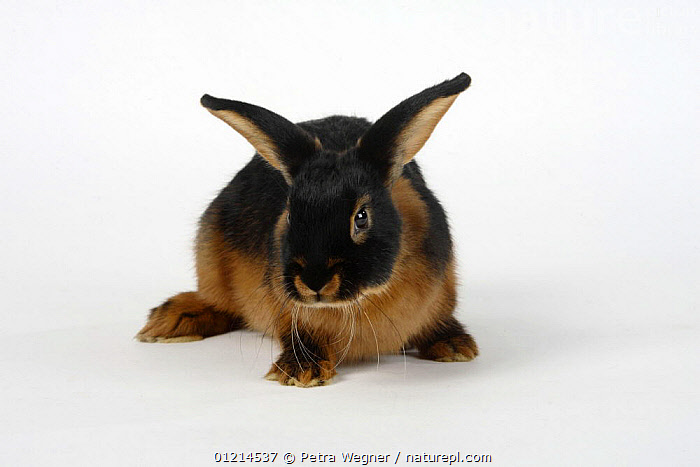 Stock photo of Tan Domestic Rabbit, 13 weeks. Available for sale on www ...