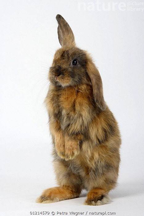 Stock photo of Young Satin Lop-eared Dwarf Domestic Rabbit standing up ...