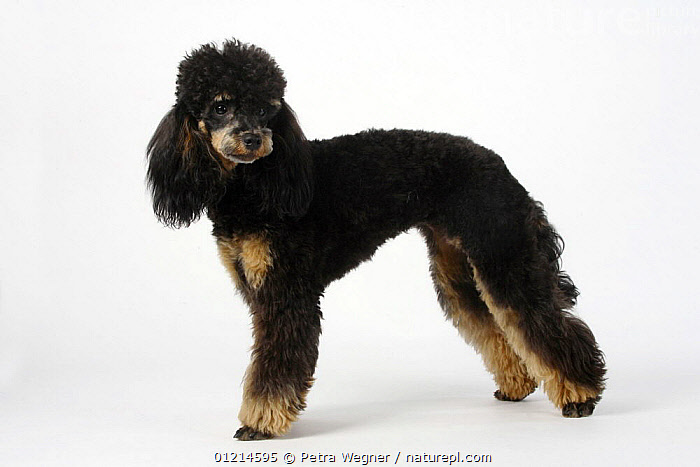 Stock photo of Minature Poodle, black-and-tan, show stack. Available ...