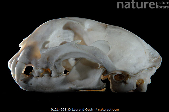 Stock photo of Skull and teeth of Caracal (Felis caracal). Available ...