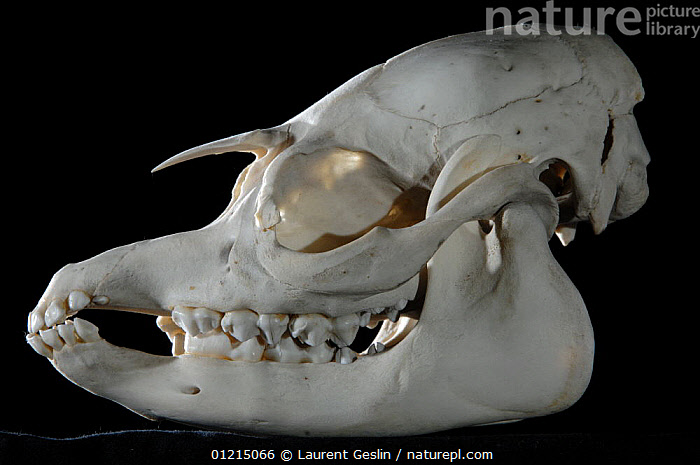 Stock photo of Skull and teeth of Brazilian tapir {Tapirus terrestris ...