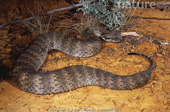 Stock photo of Southern death adder {Acanthophis antarcticus} adult ...