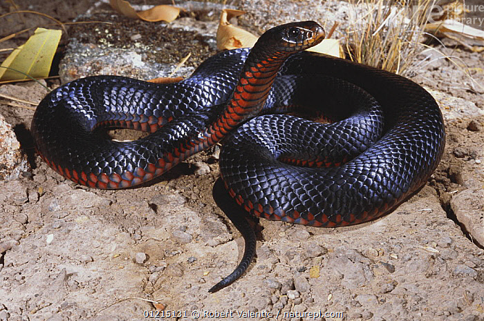 Black Male Snakes Fascinating Facts About The Eastern Brown Snake