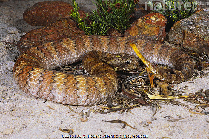 Stock photo of Northern death adder {Acanthophis praelongus} male ...