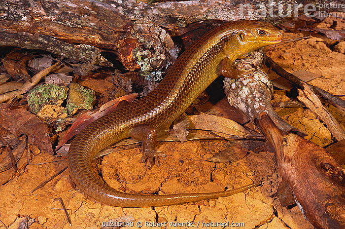 Stock photo of Major skink (Bellatorias frerei) Mackay, Queensland ...