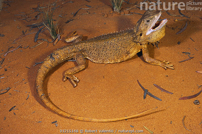 Stock photo of Dwarf bearded dragon lizard {Pogona minor mitchelli ...