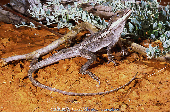 Stock photo of Burns' dragon lizard (Amphibolurus / Lophognathus burnsi ...