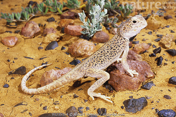 Stock photo of Gibber dragon lizard {Ctenophorus gibba} male watching ...