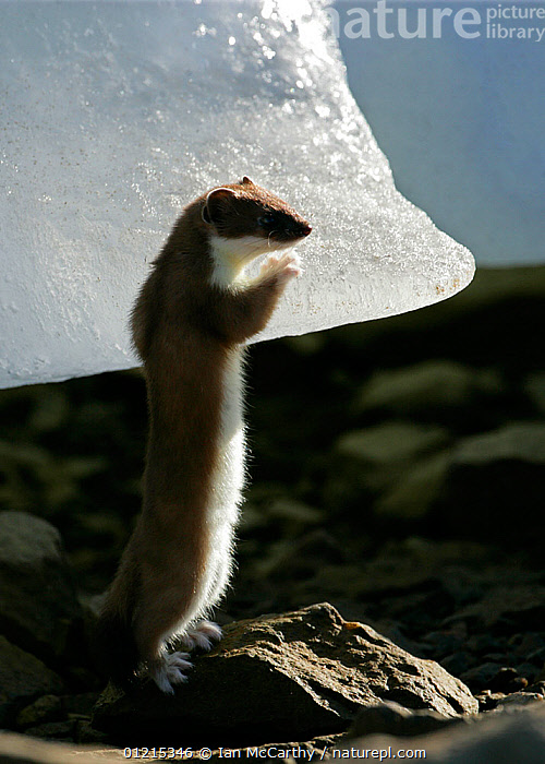 Arctic Ermine