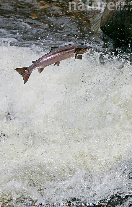 Stock photo of Atlantic salmon (Salmo salar) leaping up Cassley Falls ...