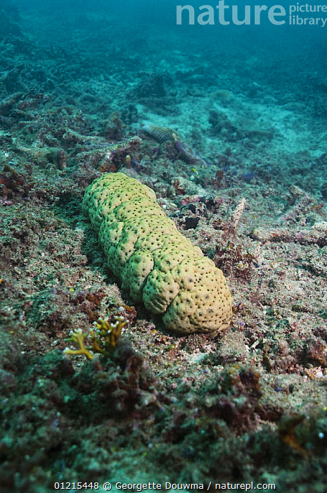 Stock photo of Sea cucumber (Stichopus variegatus) Papua New Guinea ...