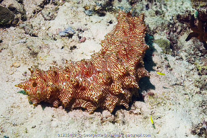 Stock photo of Red-lined sea cucumber (Thelenota rubralineata) Papua ...