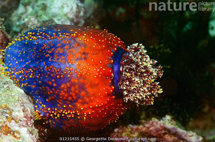 Stock photo of Sea apple (Pseudocolochirus violaceus) with feeding ...