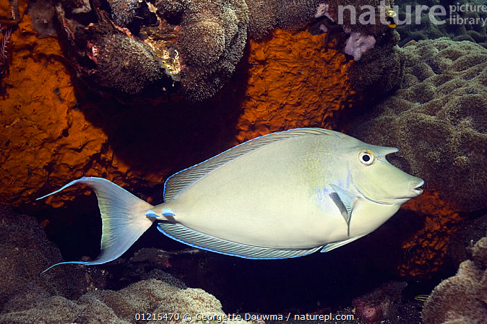 Stock photo of Bluespine unicornfish (Naso unicornis). Available for ...
