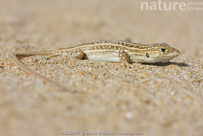 Stock photo of Red-tailed Spiny-footed lizard (Acanthodactylus ...