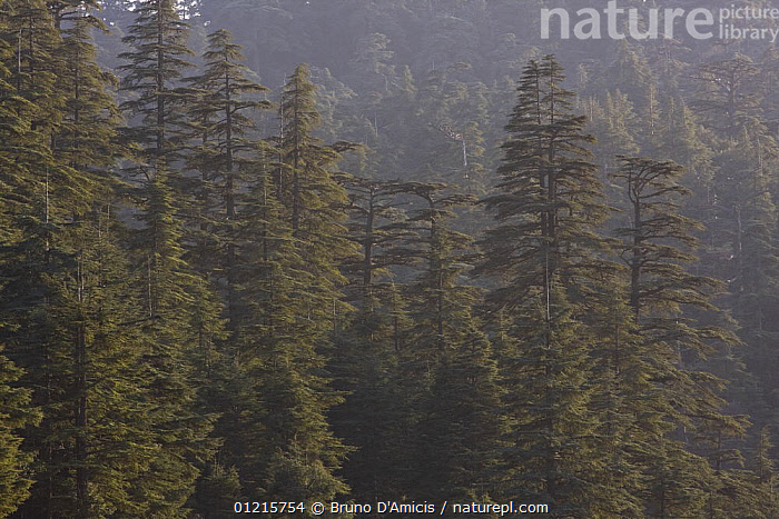Stock photo of Cedar (Cedrus atlantica) forest in the Atlas mountains ...