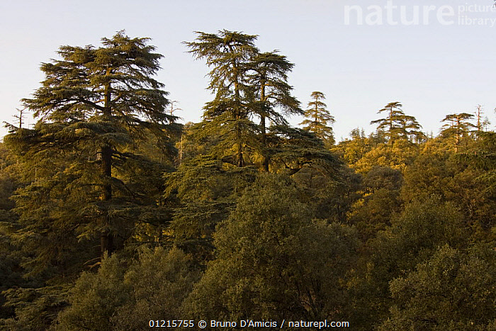 Stock photo of Cedar (Cedrus atlantica) forest in the Atlas mountains ...