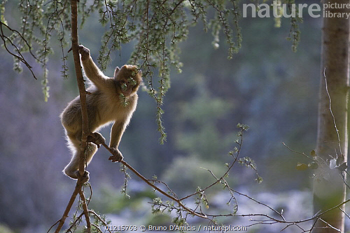 Stock photo of Young Barbary Macaque (Macaca sylvanus) in Cedar (Cedrus ...