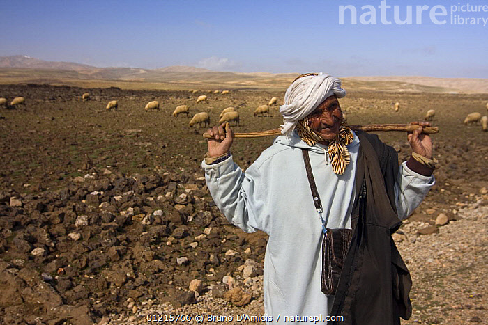 Stock photo of Berber shepherd with his flock of sheep on a mountain ...