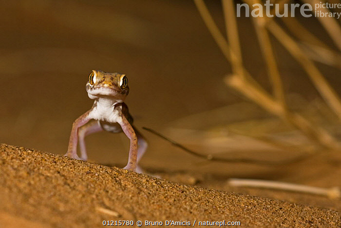 Stock photo of Petrie's gecko (Stenodactylus petrii) on sand dune ...