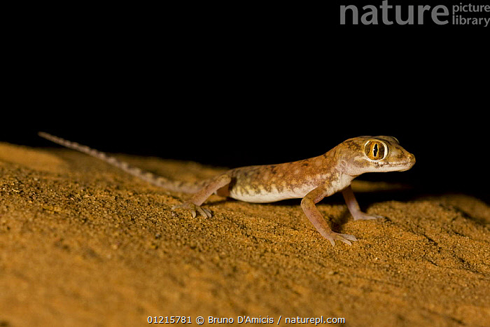 Stock photo of Petrie's gecko (Stenodactylus petrii) on sand dune ...