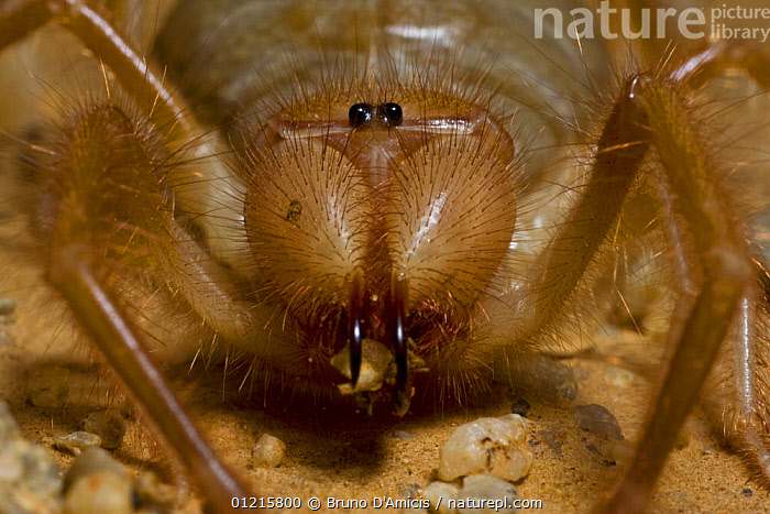 Stock photo of Wind scorpion / Camel spider (Galeodibus sp?) Sahara ...