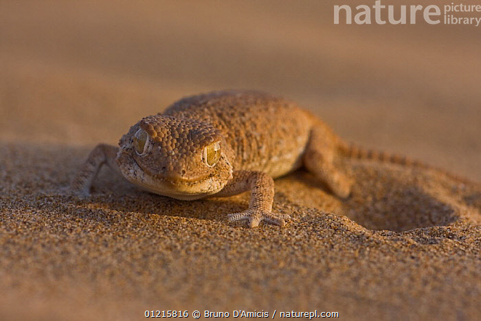 Stock photo of Helmethead gecko (Gekonia chazaliae) portrait. Endemic ...