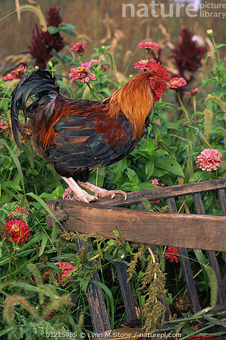 Stock photo of Domestic chicken, Welsummer rooster, USA. Available for ...