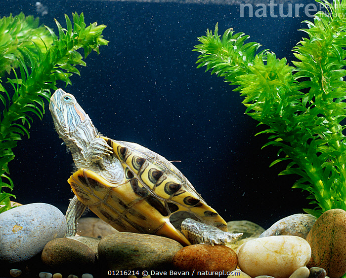 Stock photo of Red-eared terrapin / turtle (Pseudemys scripta elegans ...