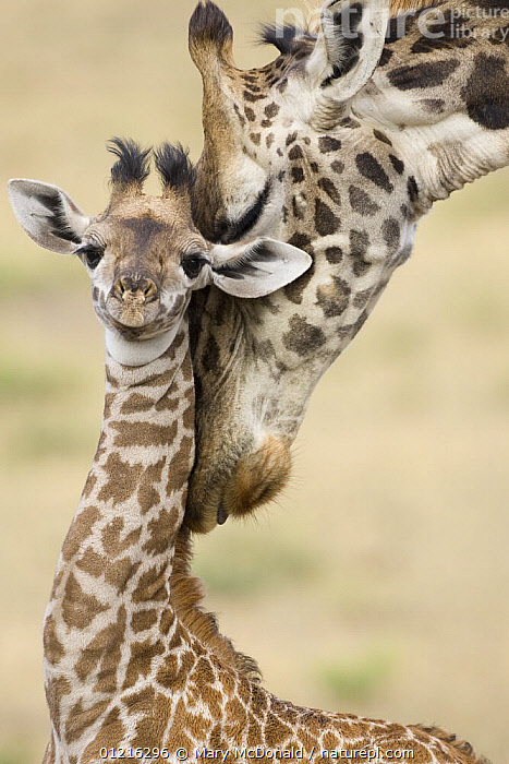 Stock photo of Masai giraffe {Giraffa camelopardalis} mother nuzzling ...