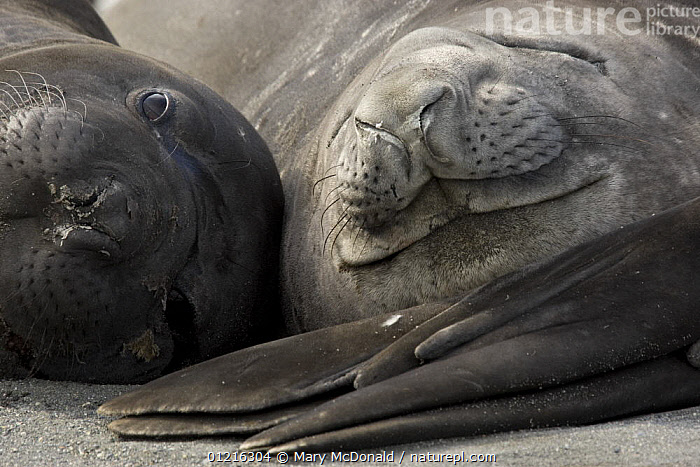 Stock photo of Southern Elephant Seal {Mirounga leonina} face portraits ...