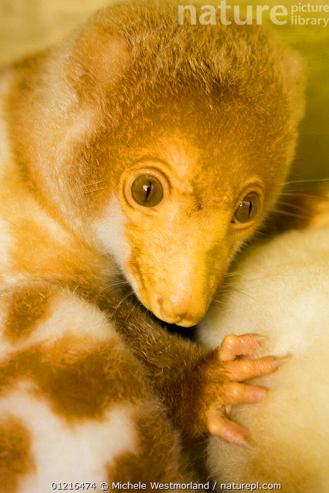 Stock photo of Young Short-tailed spotted cuscus (Spilocuscus maculatus ...