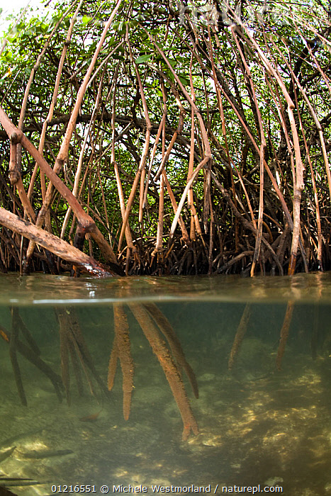 Stock photo of Split level view of shallow mangrove root system and ...