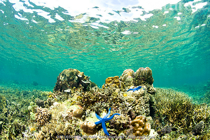 Stock photo of Blue starfish on coral in McLaren (Kofulu) Harbour, Tufi ...