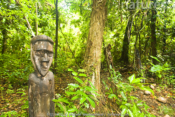 Stock photo of Coconut palm tree carving by the people of Rano Island ...