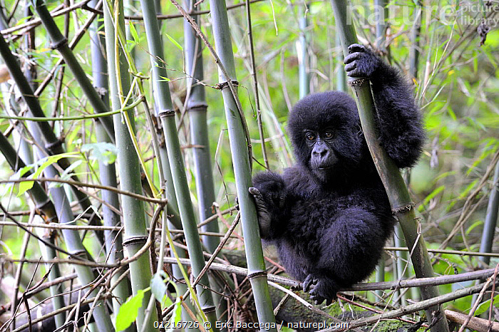 Stock photo of Young Mountain gorilla (Gorilla beringei) climbing on ...